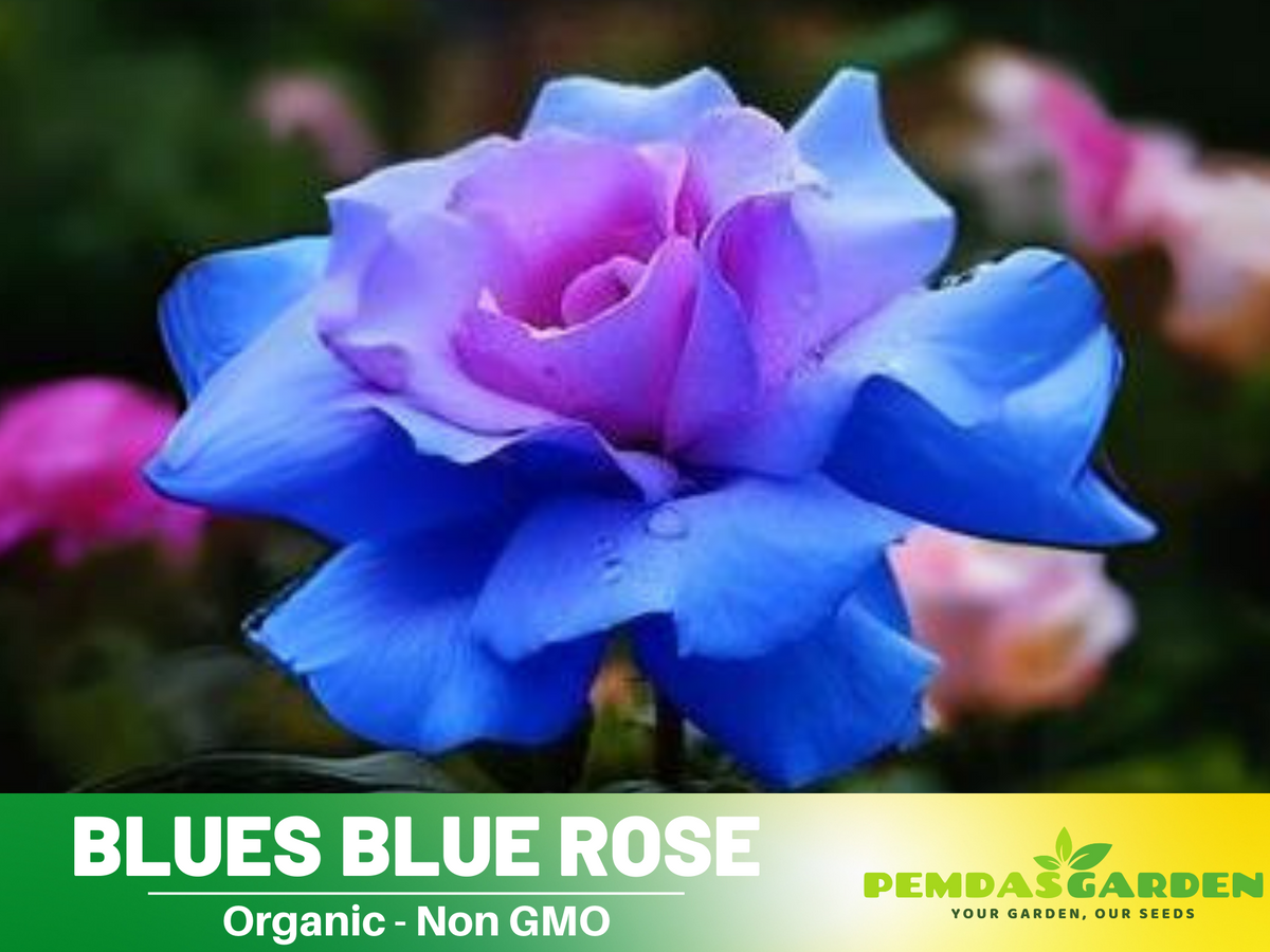Blues Blue Rose Seeds Flower - 30 Seeds Rose – PEMDASGARDEN