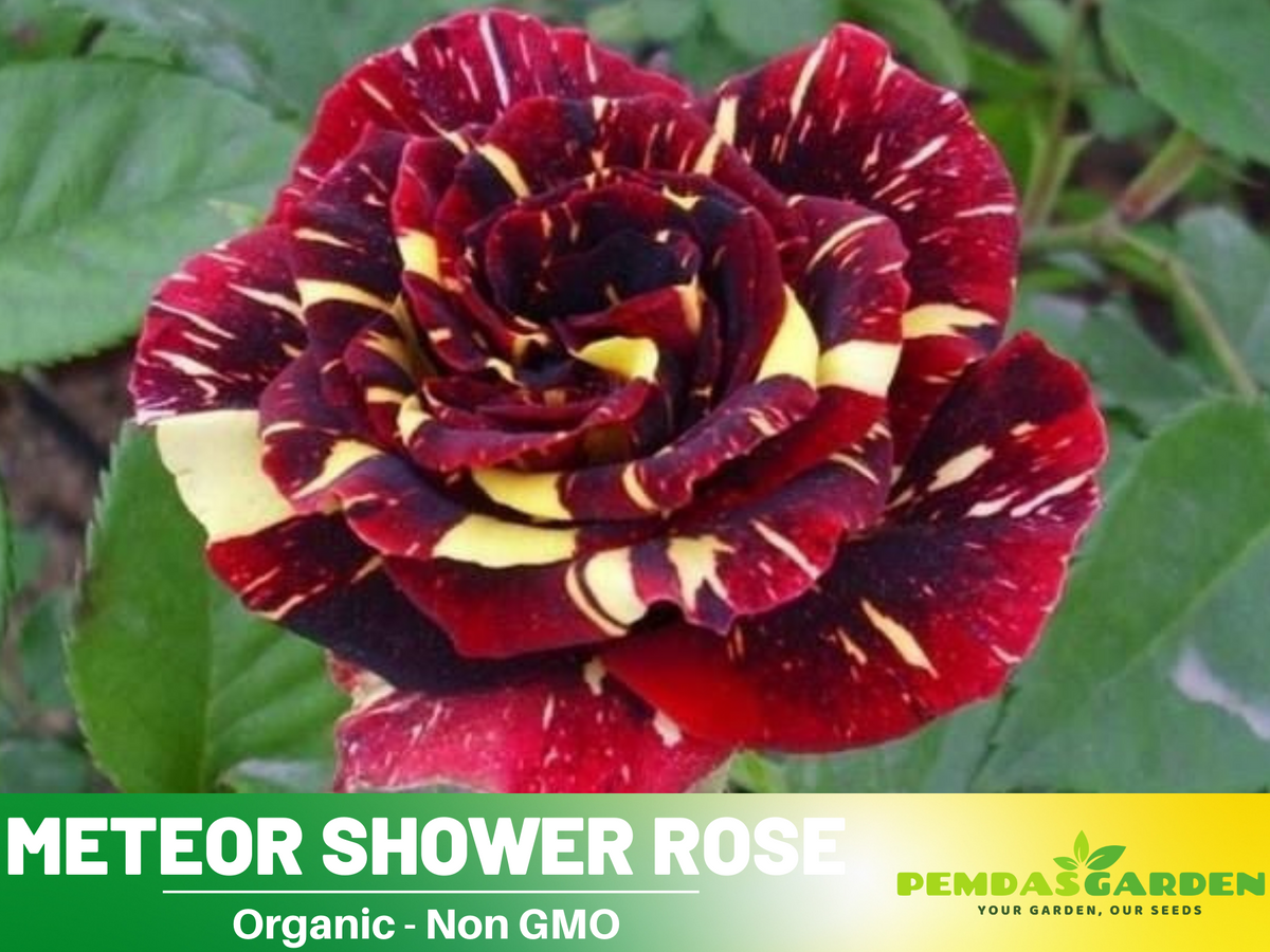 30+ Seeds| Meteor Shower Rose Perennial Flower Seeds #1074 – PEMDASGARDEN