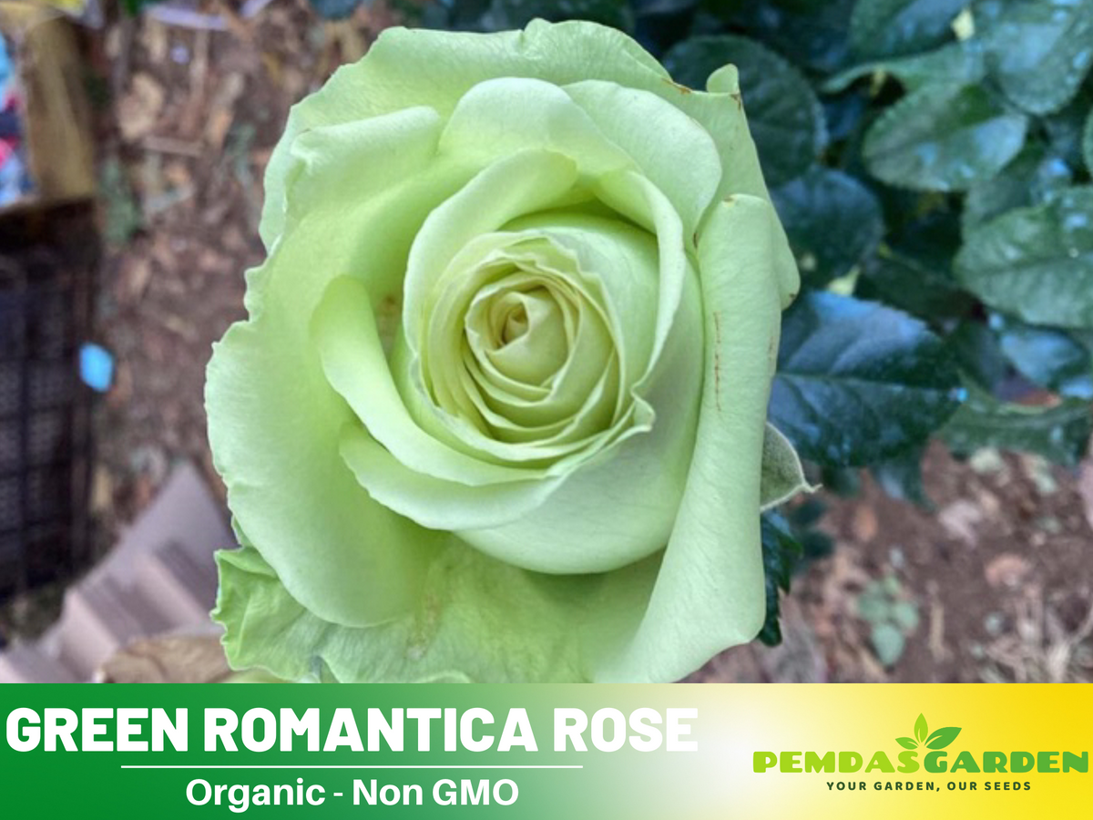 30 Rare Seed | Bright Green Rose Seeds Flower #1076 – PEMDASGARDEN