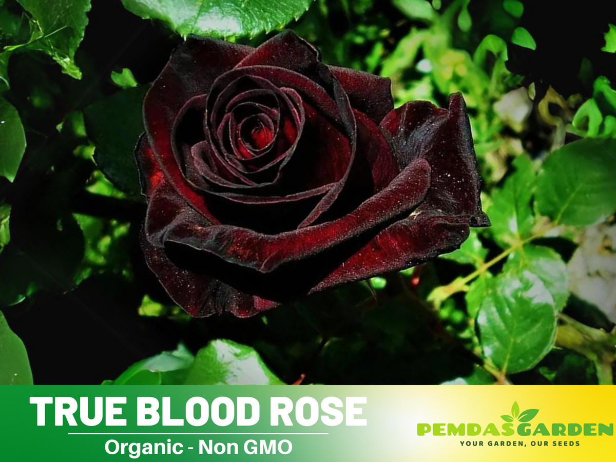 30 Rare Seed | Red Black True Blood Rose Seeds #1078 – PEMDASGARDEN