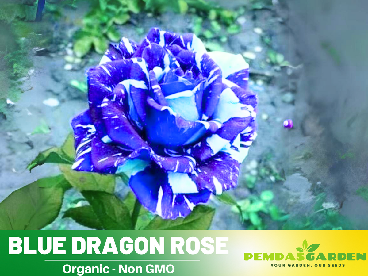 30 Rose seed - Blue Dragon Rose Bush - Blue Rose seeds – PEMDASGARDEN