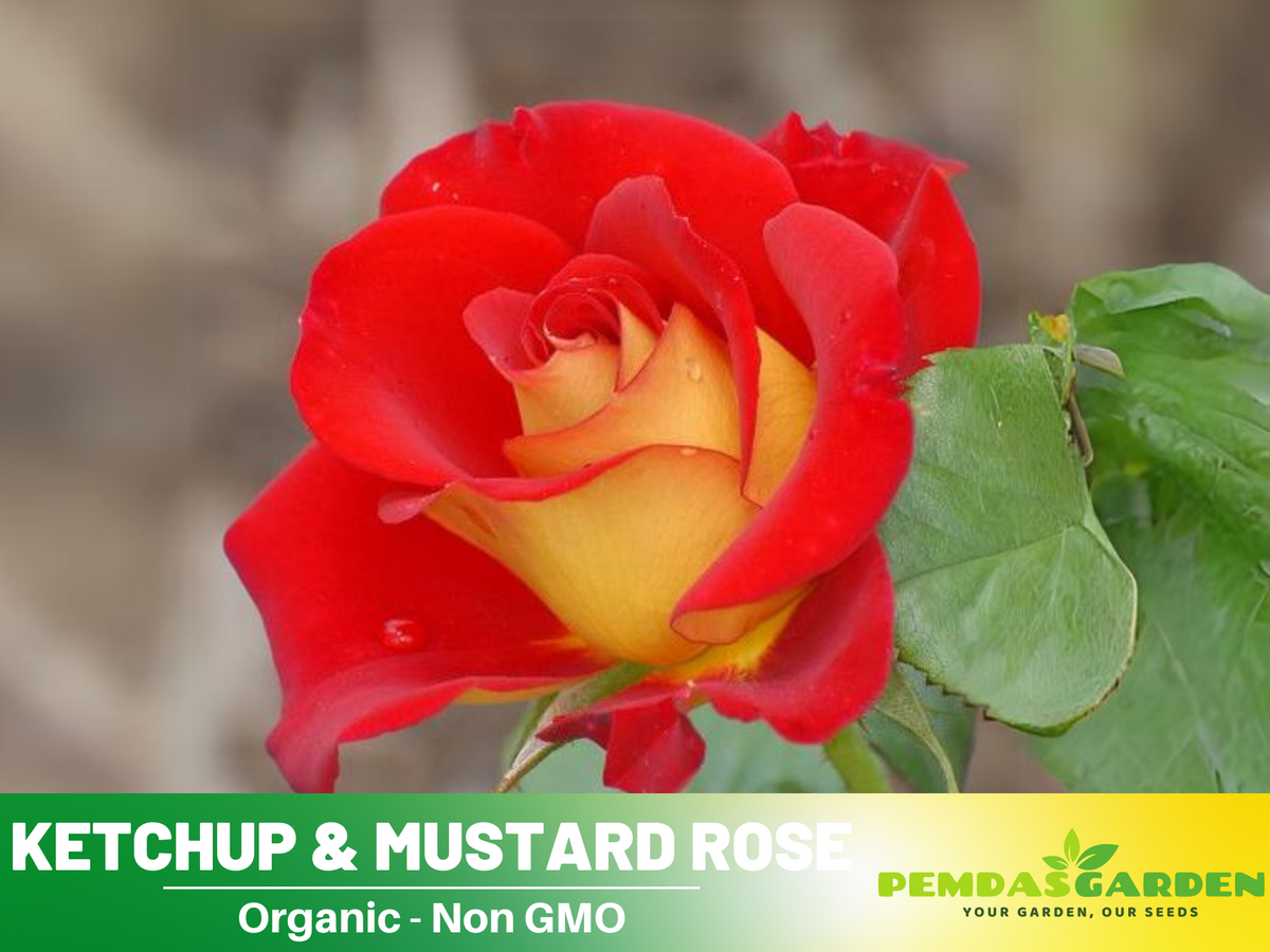 30 Rare seed - Ketchup&Mustard Rose Bush #1096 – PEMDASGARDEN