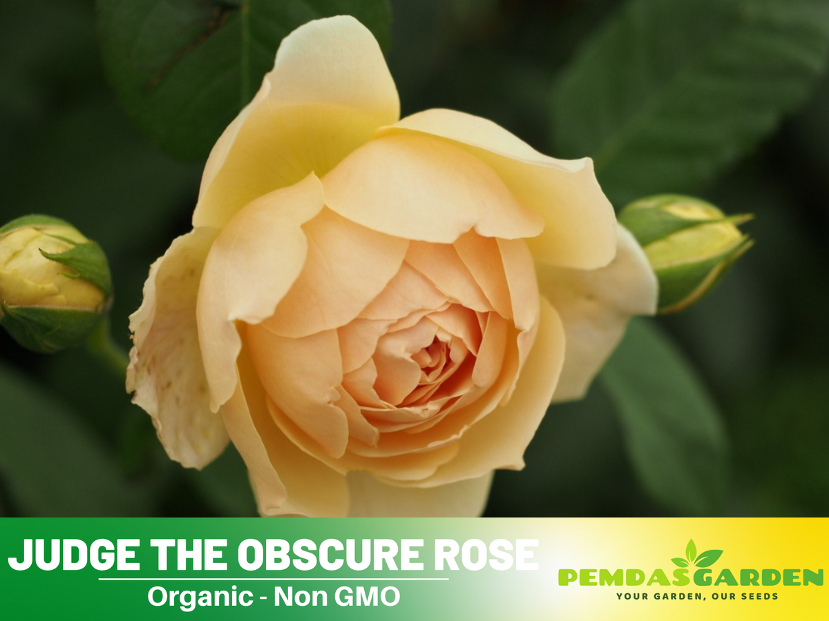 30 Rare Seeds| Fresh Judge The Obscure Rose Bush Flower Seeds - Pretty ...