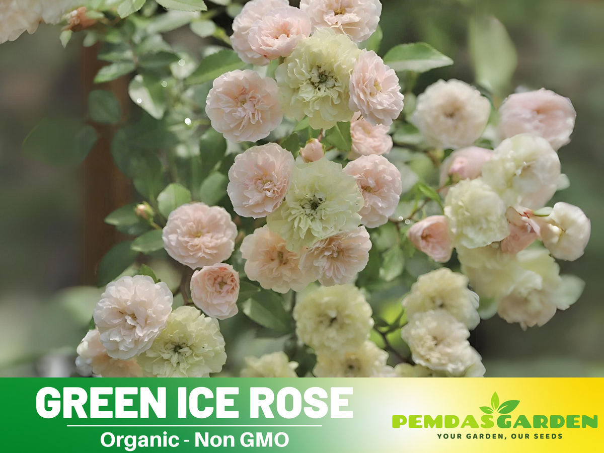 30+ Seeds| Green ice rose seeds #1152 – PEMDASGARDEN