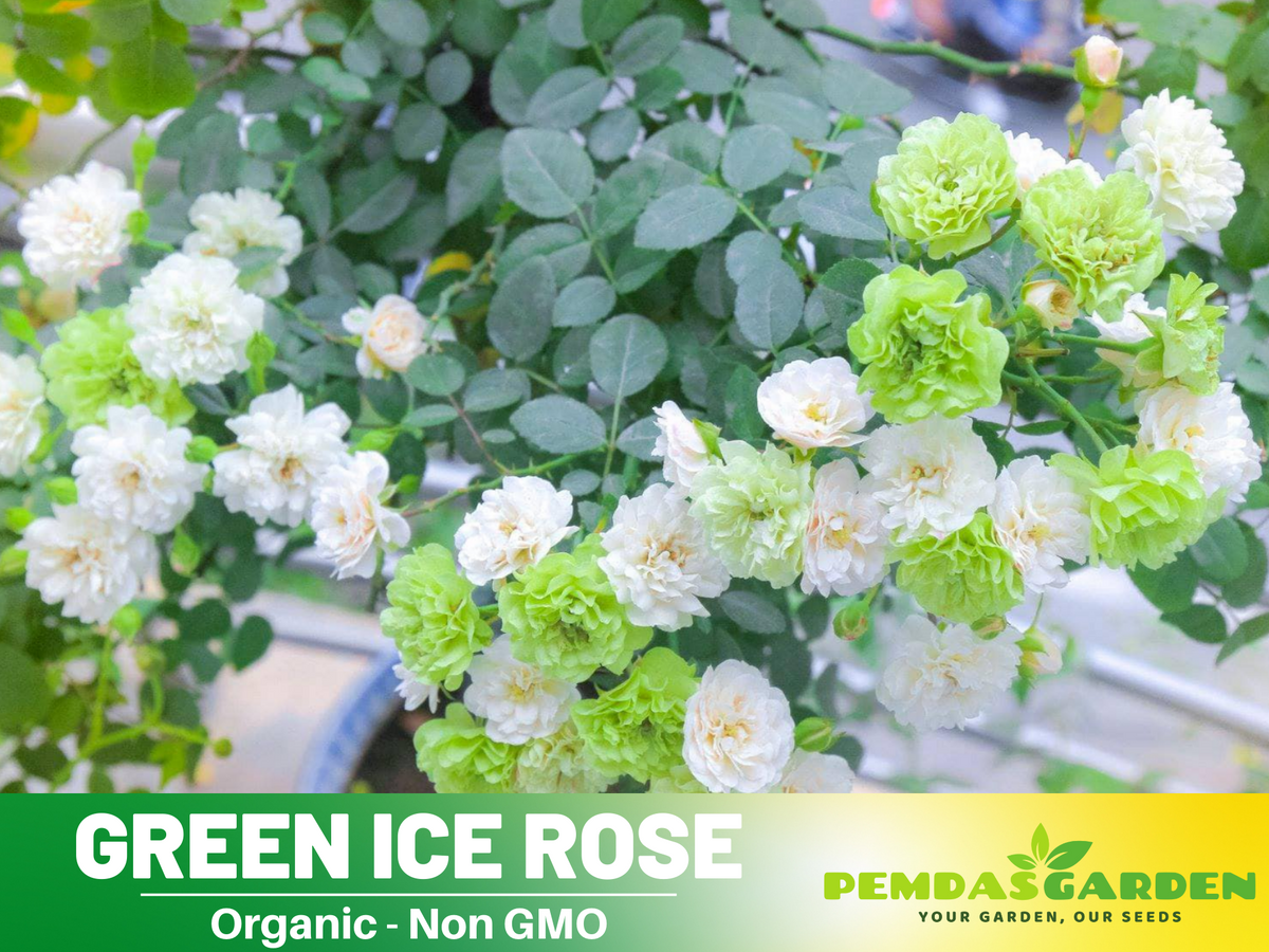 30+ Seeds| Green ice rose seeds #1152 – PEMDASGARDEN