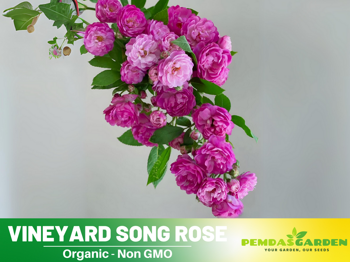 30+ Seeds| Vineyard Song Rose Seeds #1153 – PEMDASGARDEN