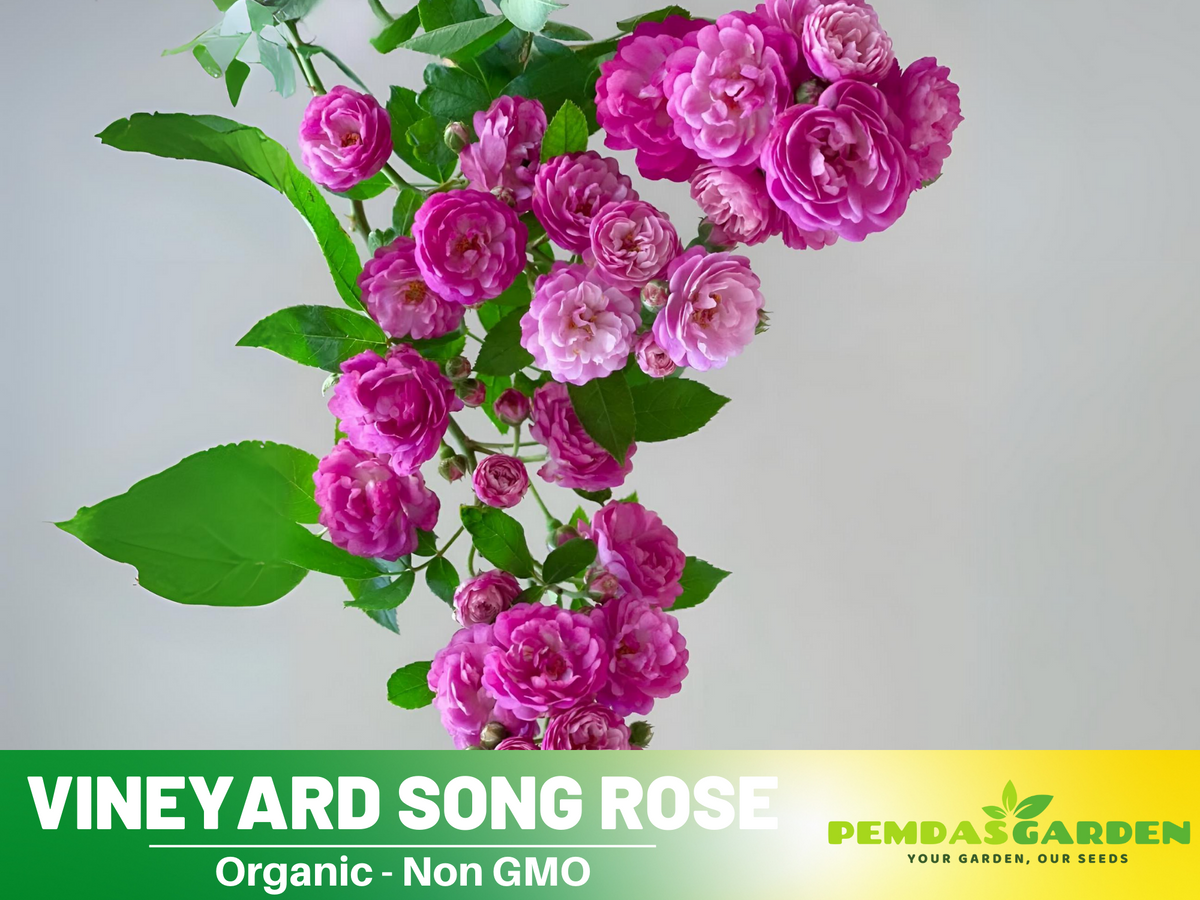 30+ Seeds| Vineyard Song Rose Seeds #1153 – PEMDASGARDEN