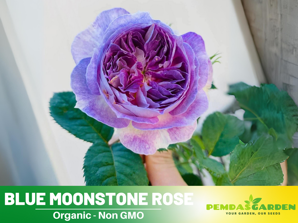 30+ Seeds| Blue Moonstone Rose Seeds #1154 – PEMDASGARDEN