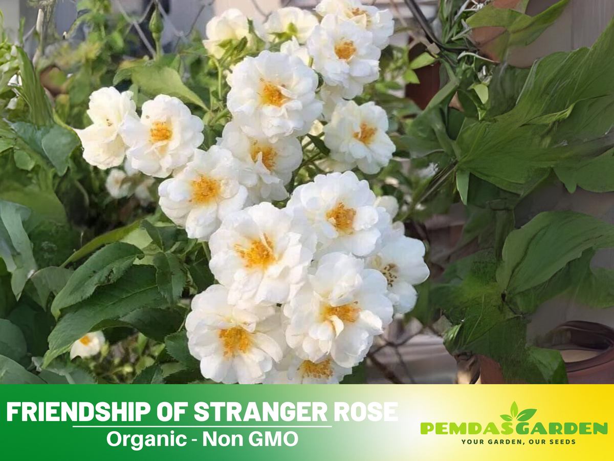 30+ Seeds| Friendship Of Stranger Rose Seeds #1155 – PEMDASGARDEN