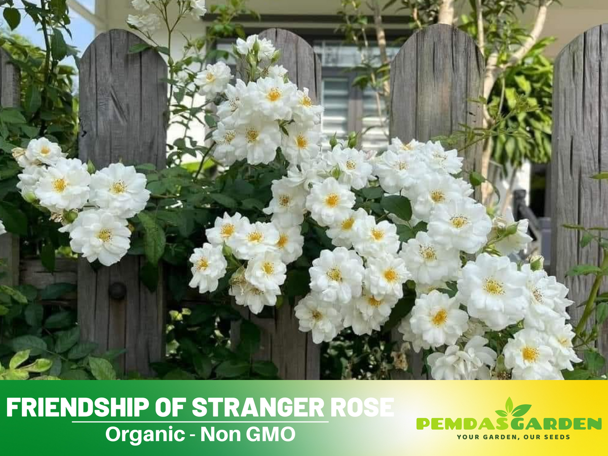 30+ Seeds| Friendship Of Stranger Rose Seeds - 1155 – PEMDASGARDEN