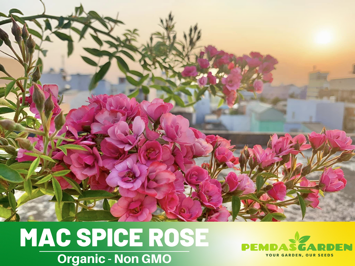 30+ Seeds| Mac Spice Rose Seeds - 1156 – PEMDASGARDEN
