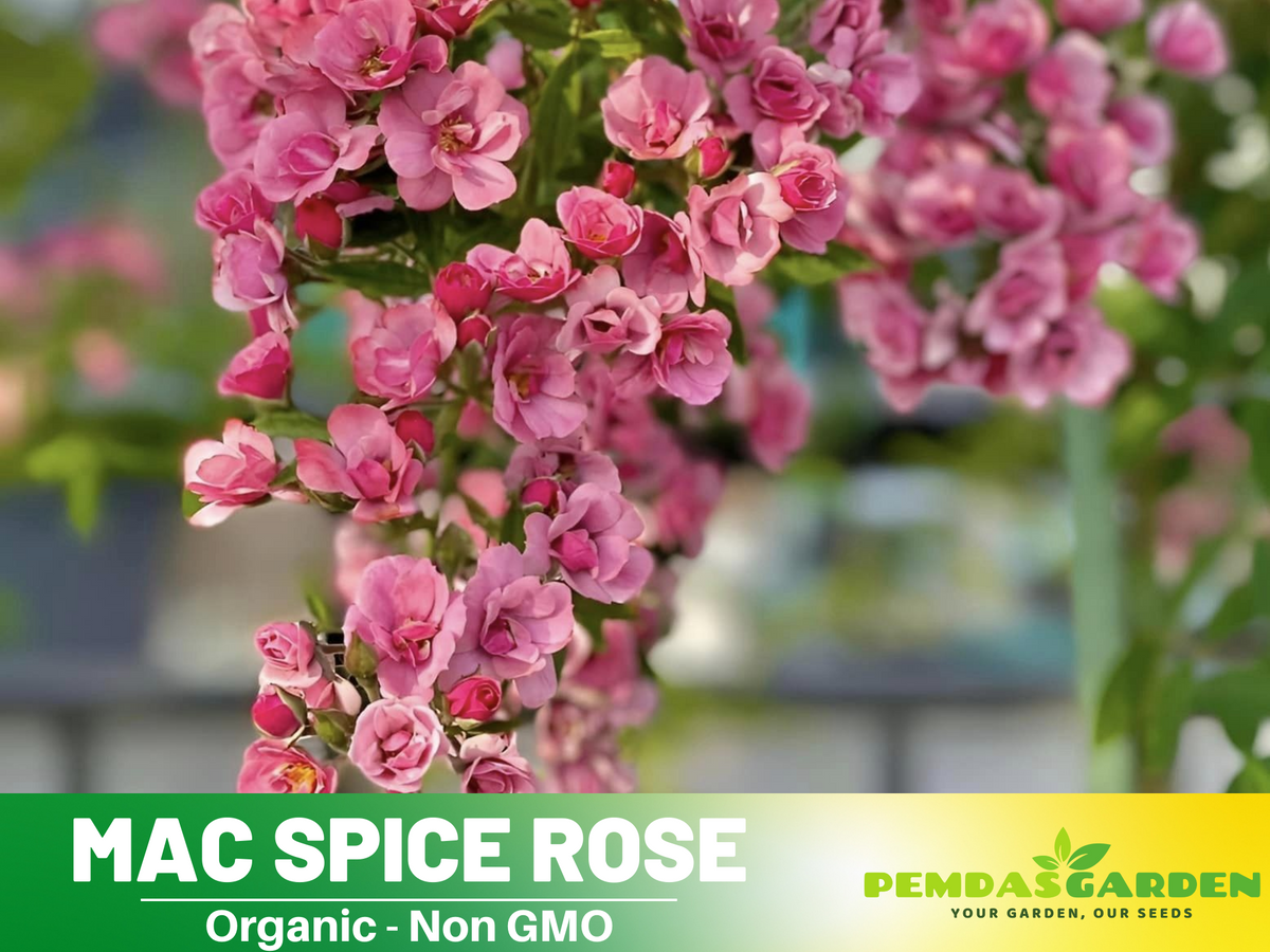 30+ Seeds| Mac Spice Rose Seeds #1156 – PEMDASGARDEN