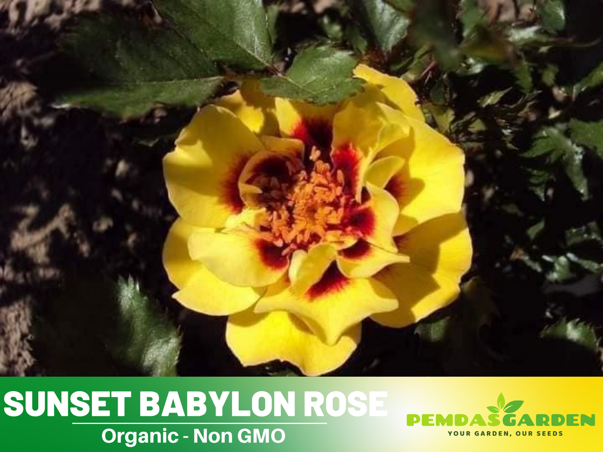 30+ Seeds| Sunset Babylon Rose Seeds #1158 – PEMDASGARDEN