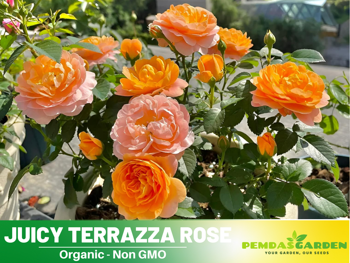 30+ Seeds| Juicy Terrazza Rose Seeds #1160 – PEMDASGARDEN