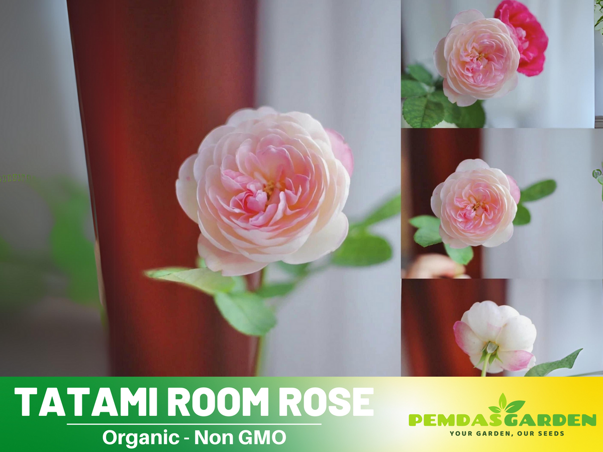30+ Seeds| Tatami Room Rose Seeds #1162 – PEMDASGARDEN