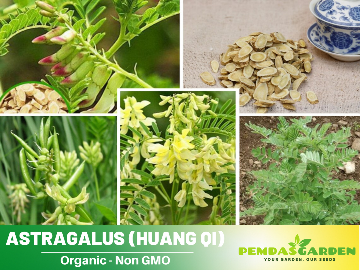 27 Seeds| Huang Qi - Astragalus membranaceus - Perennial Medicinal Her ...