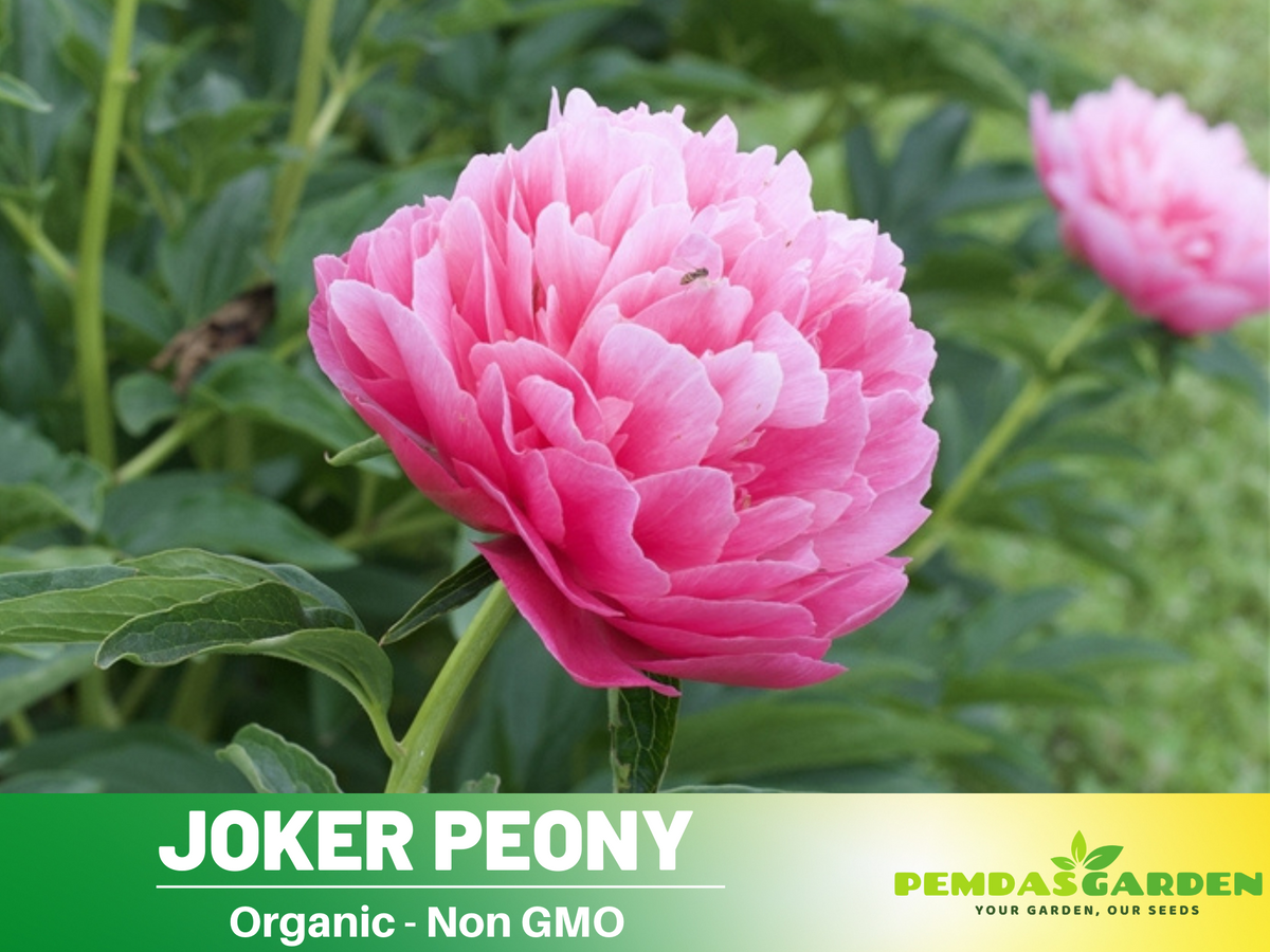10+ Rare Seeds| Joker Peony Seeds (Paeonia, Herbaceous Peony) – Double ...