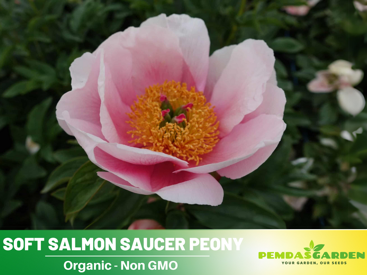 10+ Rare Seeds| Soft Salmon Saucer Peony Seeds (Paeonia, Herbaceous Pe ...