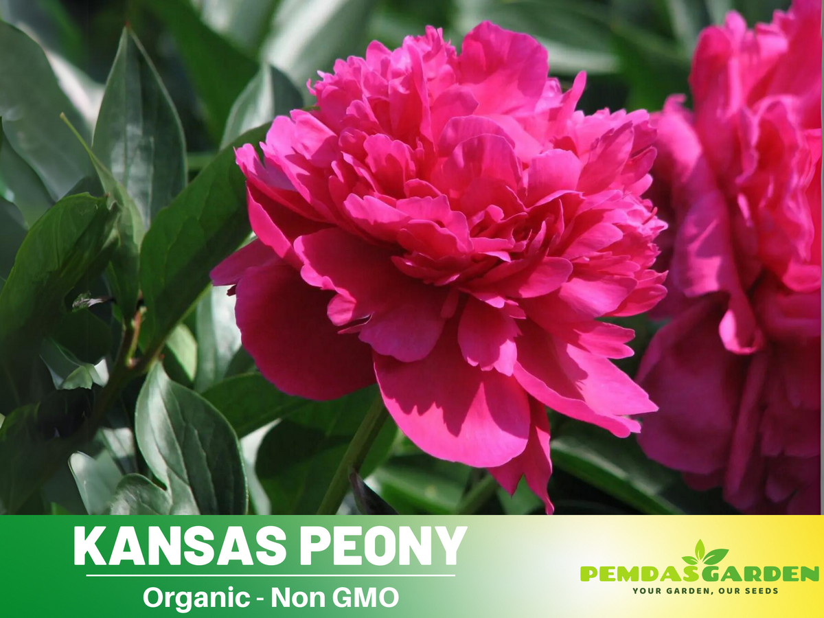 10+ Rare Seeds| Red Kansas Peony Seeds (Paeonia, Chinese Peony) – Heir ...