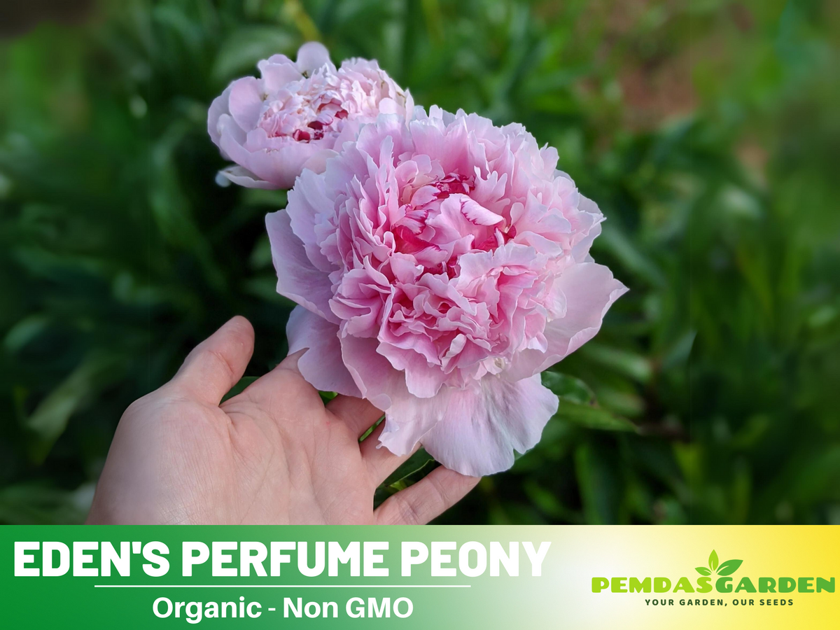 10+ Rare Seeds| Eden's Perfume Peony Seeds (Paeonia, Herbaceous Peony ...