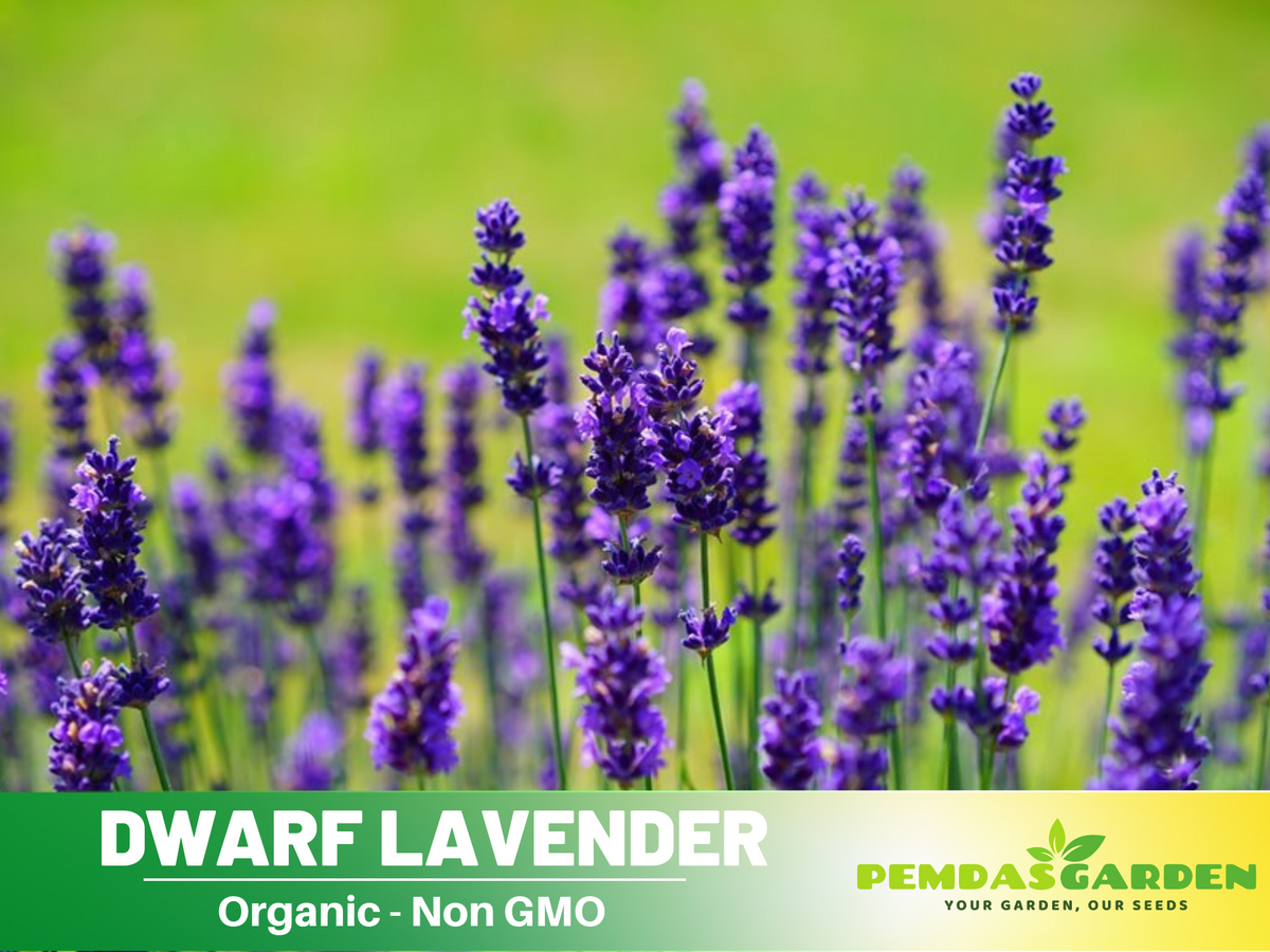 100+ Rare Seeds-Dwarf Lavender-Little Lady Seeds– Lavandula - Fragrant ...