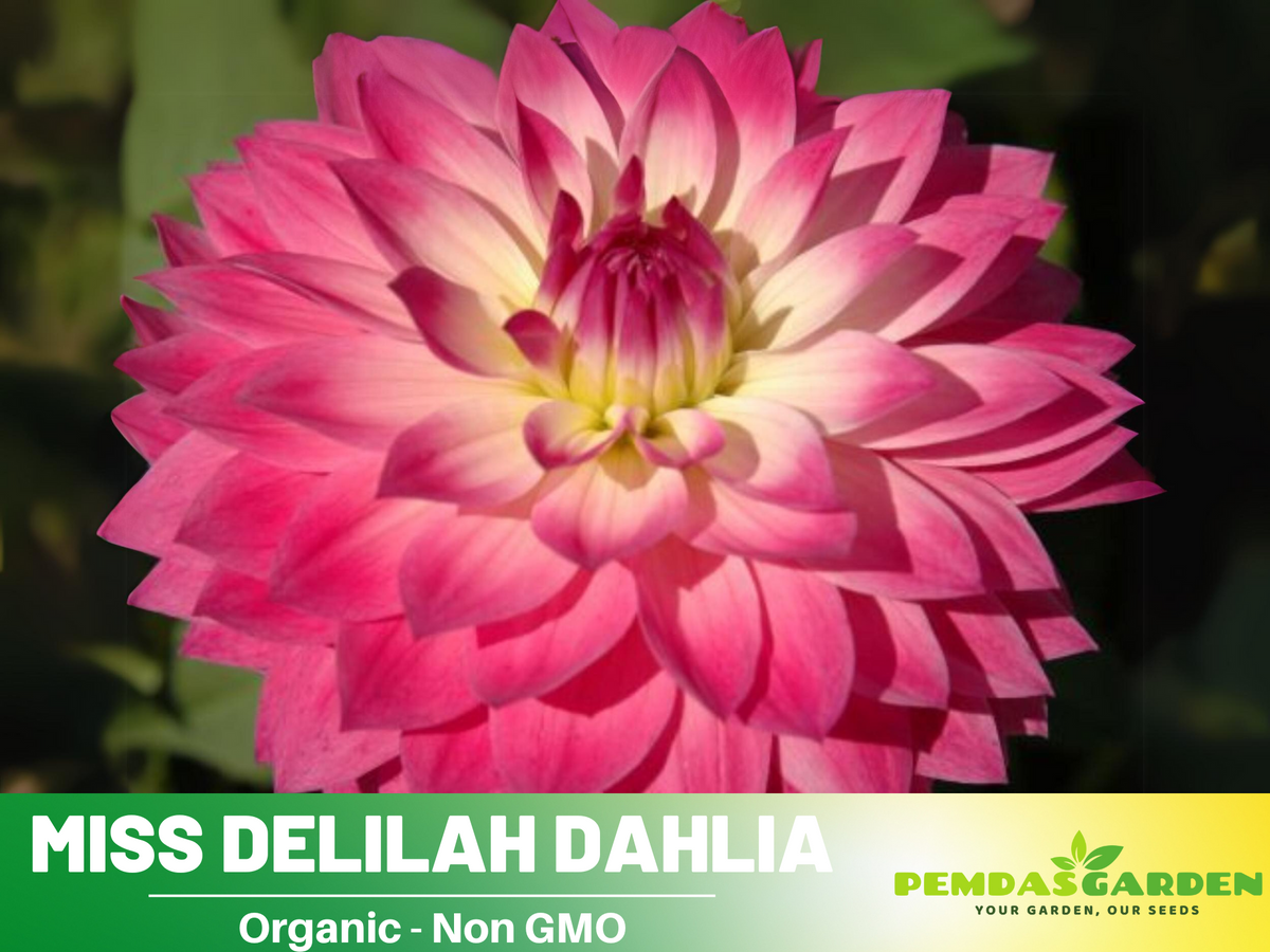 40+ Seeds| Miss Delilah Dahlia Perennial Seeds #D066 – PEMDASGARDEN