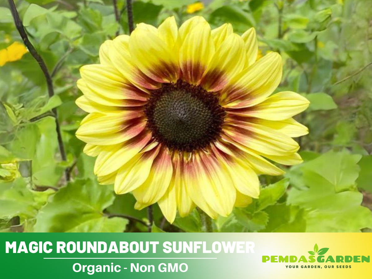 25+ Seeds| Sunflower Magic Roundabout Seeds #E009 – PEMDASGARDEN