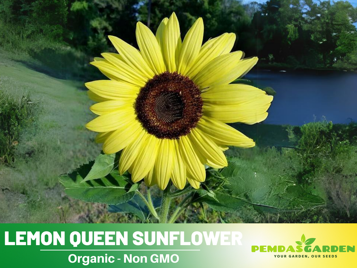 25+ Seeds- Ice Cream Sunflower Seeds- Helianthus Tall Giant and Dwarf ...
