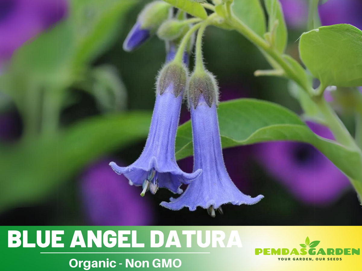25+ Seeds| Blue Angel Trumpet Datura Seeds - Angel Trumpet Moonflower ...