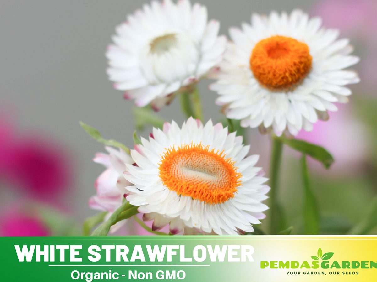 100 Seeds| White Strawflower Seeds - Xerochrysum - Everlasting Daisy ...