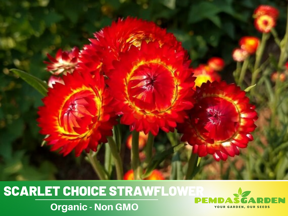 100+ Seeds| Scarlet Choice Double Strawflower Seeds - Xerochrysum - Ev ...