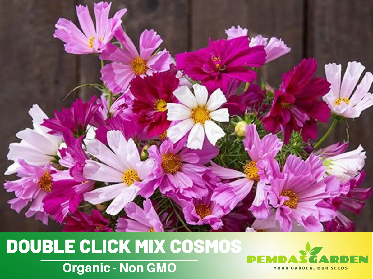 50+ Seeds| Double Click Bicolor Violet Cosmos Seeds- Colorful Annual F ...