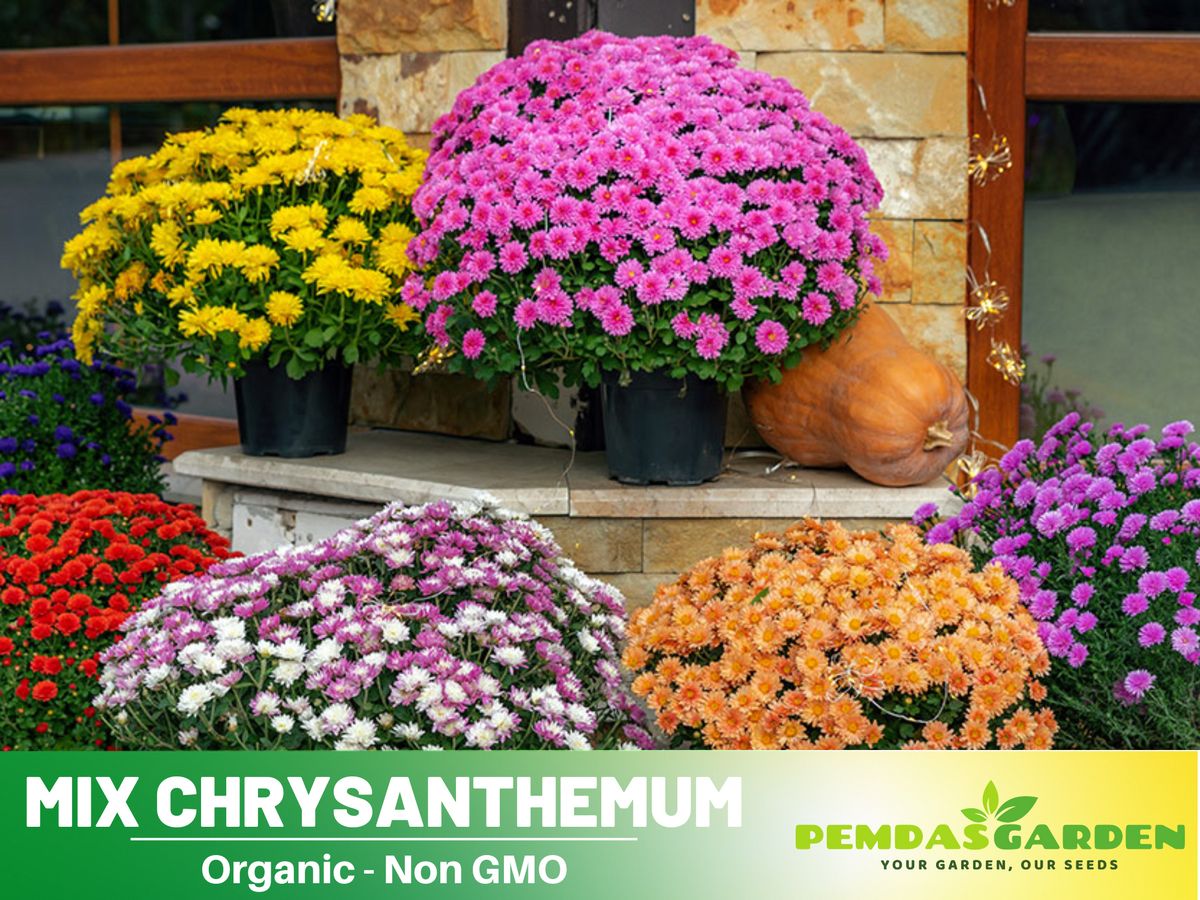 50 Seeds| Mix Multi-Color Ground-cover Chrysanthemum Flower Seeds – Co ...