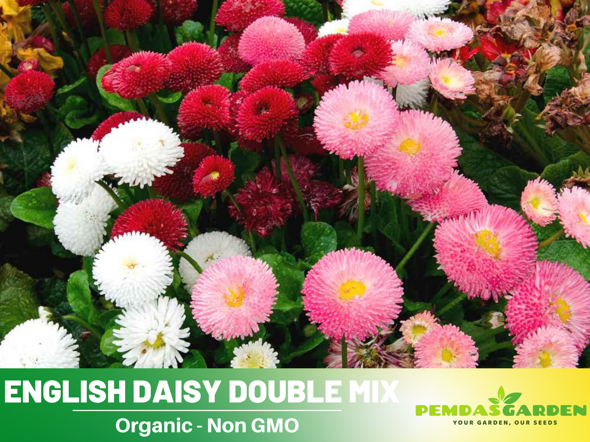 100+ Seeds-English Daisy Double Mix Seeds - Bellis perennis Charming P ...