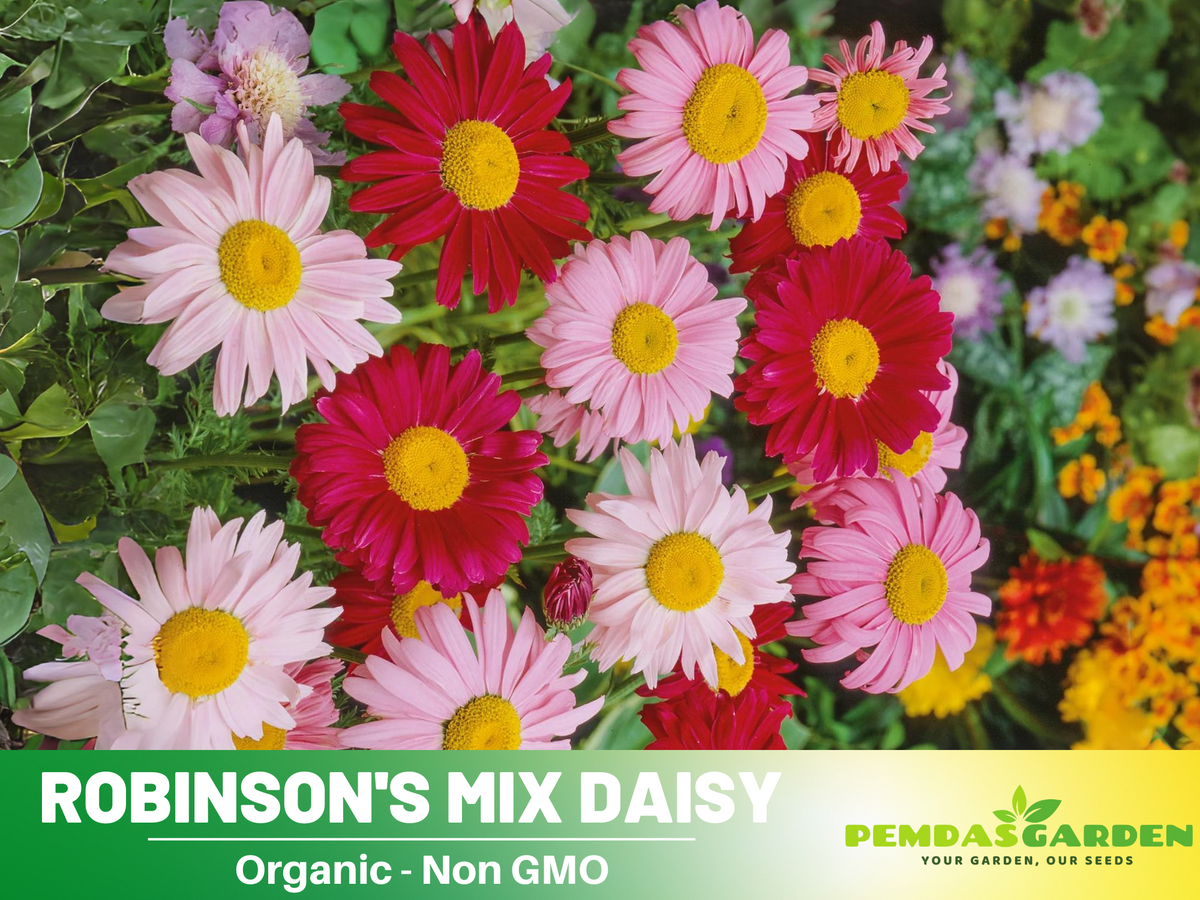 100 Seeds-Robinson's Mix Daisy Seeds - Bellis perennis Charming Perenn ...