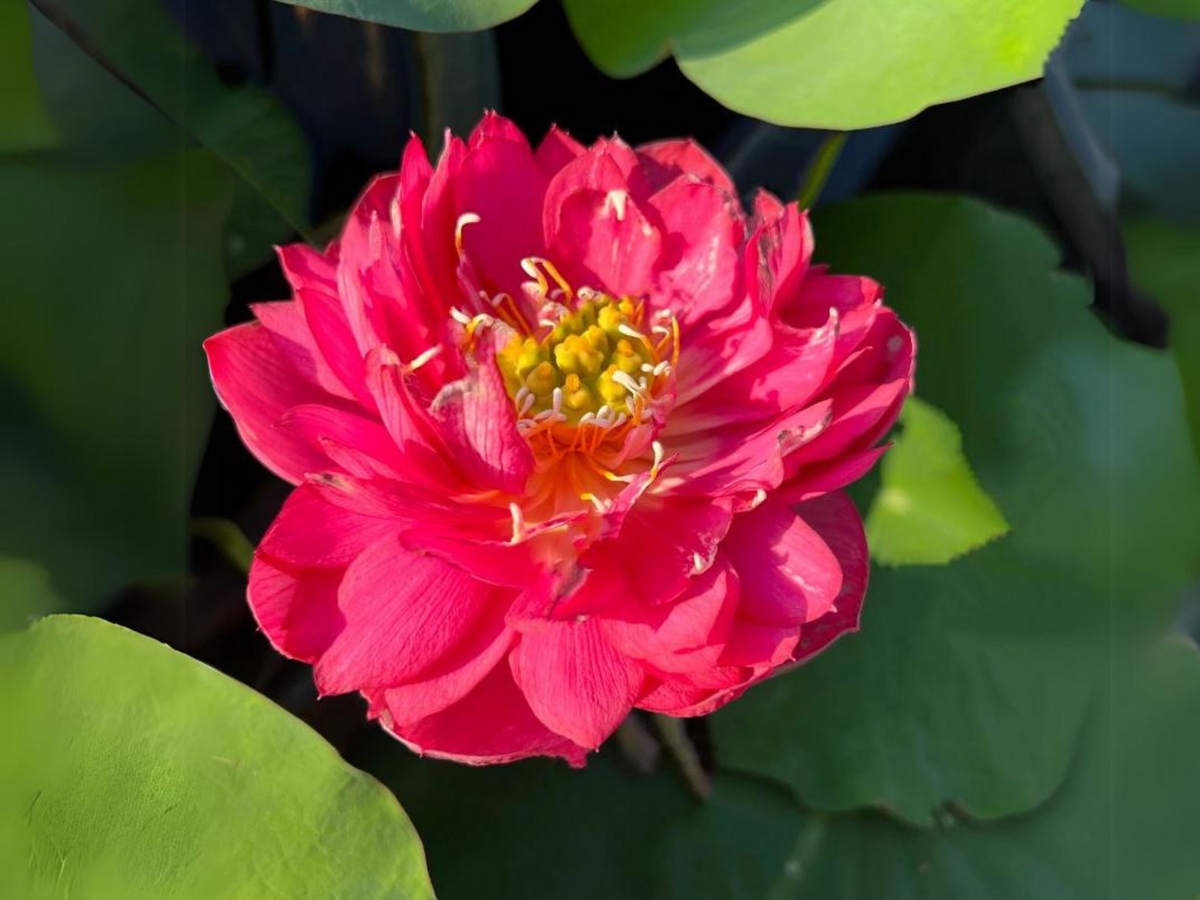 5 Rare Seeds| Brilliant Red Midnight Lotus Seeds -Red Commander lotus ...