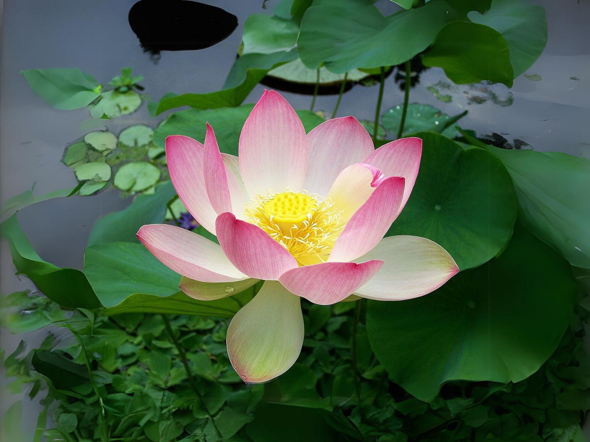 5+ Rare Seeds| Pink Sacred Lotus Seeds - Indian Lotus (Nelumbo nucifer ...