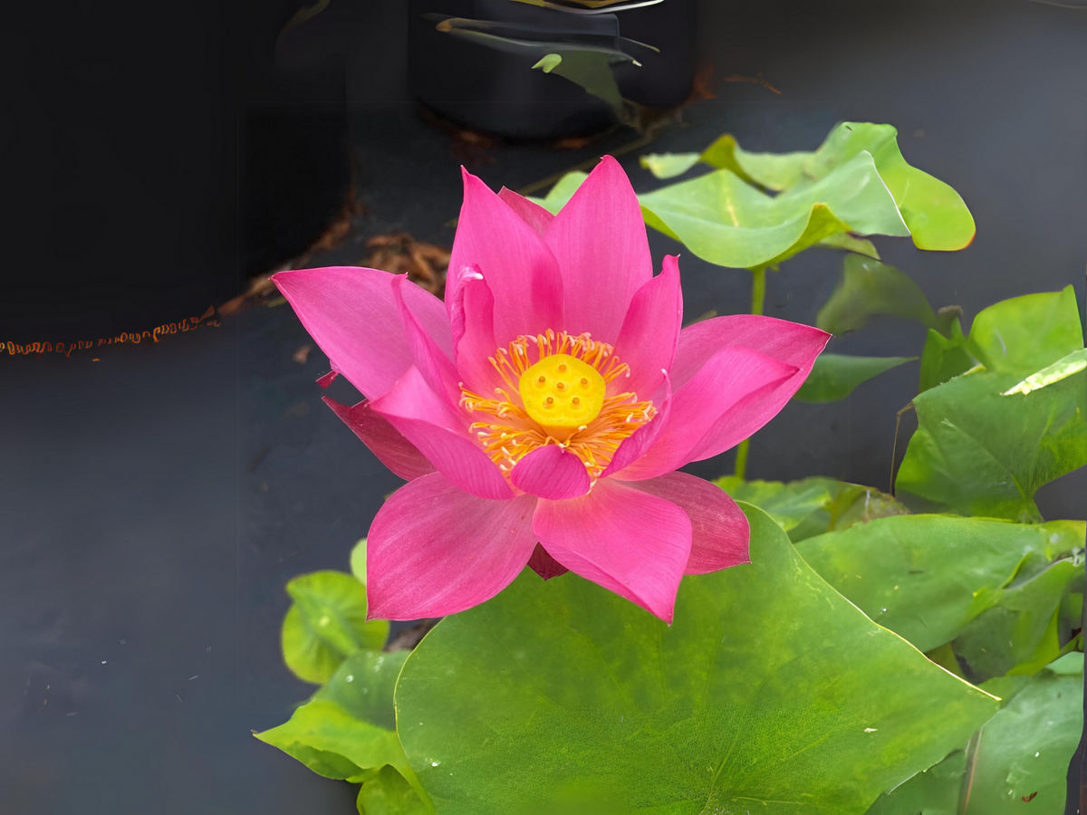 5+ Rare Seeds| Brilliant Red Raging Fire Lotus Seeds - Indian Lotus (N ...