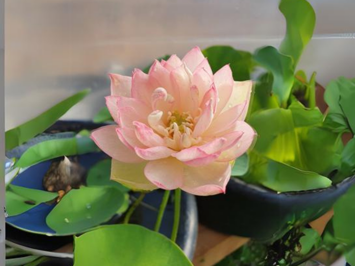 5+ Rare Seeds| Grand Master Lotus Seeds – Sacred Indian Lotus (Nelumbo ...