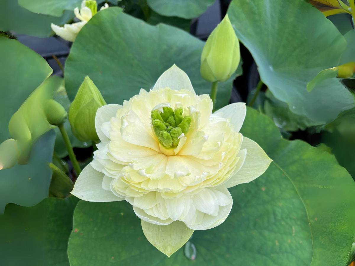 5+ Rare Seeds| Prairie Dream Lotus Seeds - Indian Lotus (Nelumbo nucif ...
