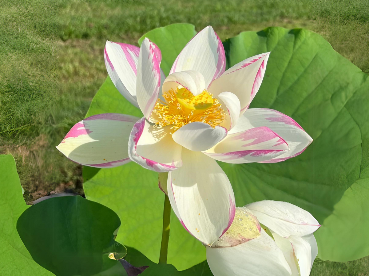 5Rare Seeds| Empress Lotus Seeds - Indian Lotus (Nelumbo nucifera) See ...