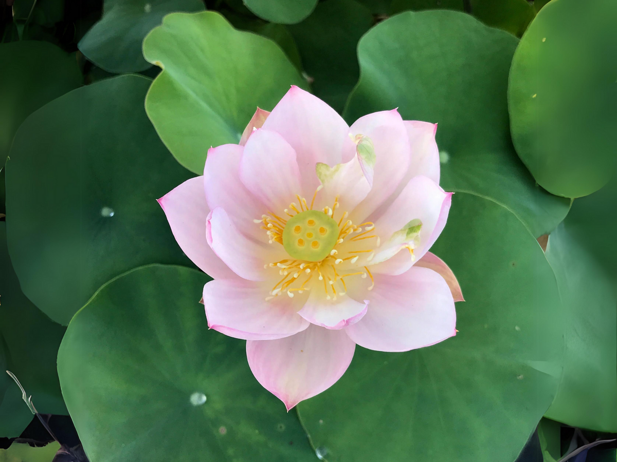 5+ Rare Seeds| Pink Parfait Lotus Seeds - Indian Lotus (Nelumbo nucife ...