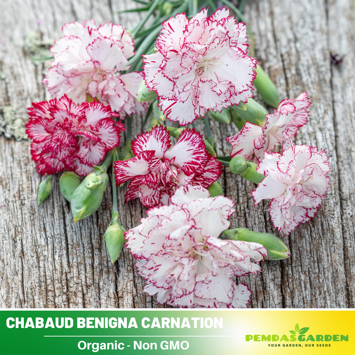 Chabaud Benigna Carnations -Dianthus Seeds- Authentic - Open-Pollinate ...