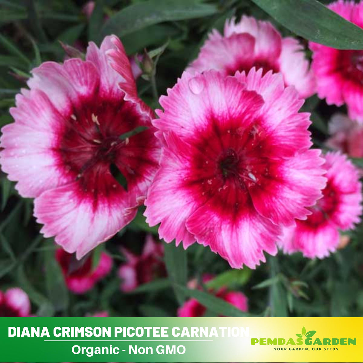 30 Diana Cimson Picotee Carnations - Dianthus Seeds- Open-Pollinated ...