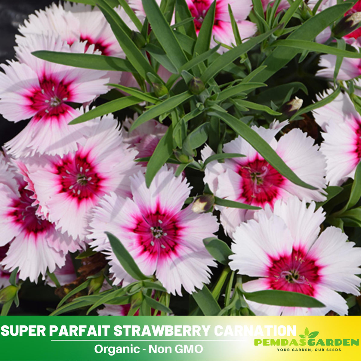 30 Super Parfait Strawberry Carnations - Dianthus Seeds - Open-Pollina ...