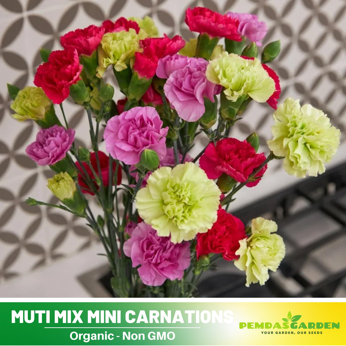 30 Muti Mix Mini Carnations - Dianthus Seeds - Authentic - Open-Pollin ...