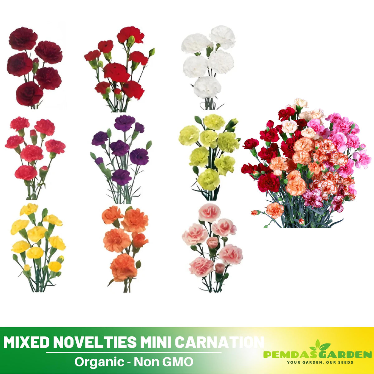 30 Mixed Mini Carnations - Dianthus Seeds - Authentic - Open-Pollinate ...