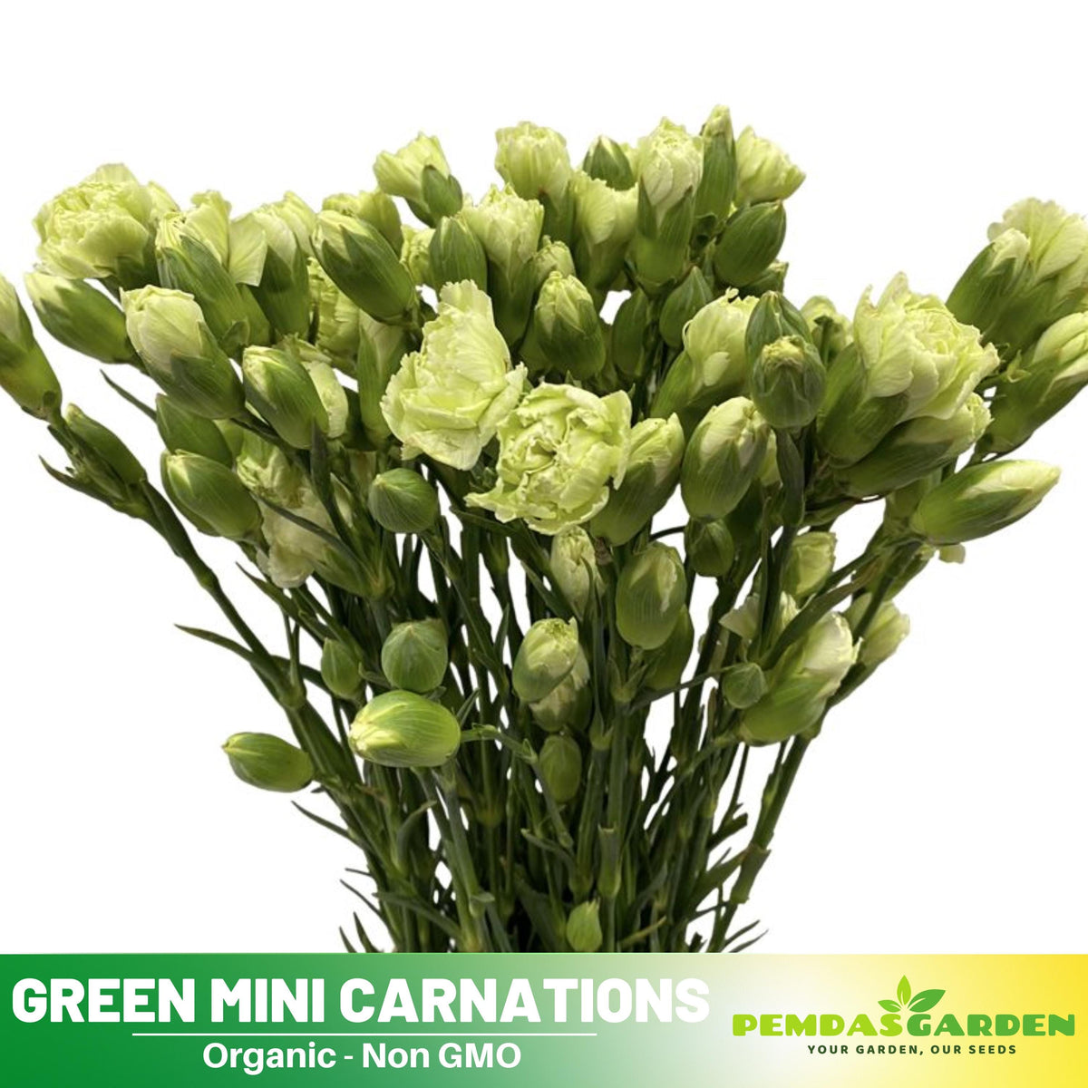 30 Green Mini Carnations - Dianthus Seeds - Authentic - Open-Pollinate ...
