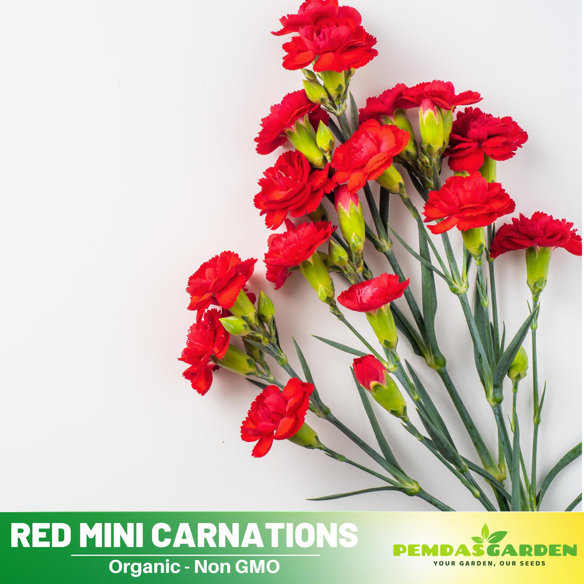 30 Red Mini Carnations - Dianthus Seeds - Authentic - Open-Pollinated ...