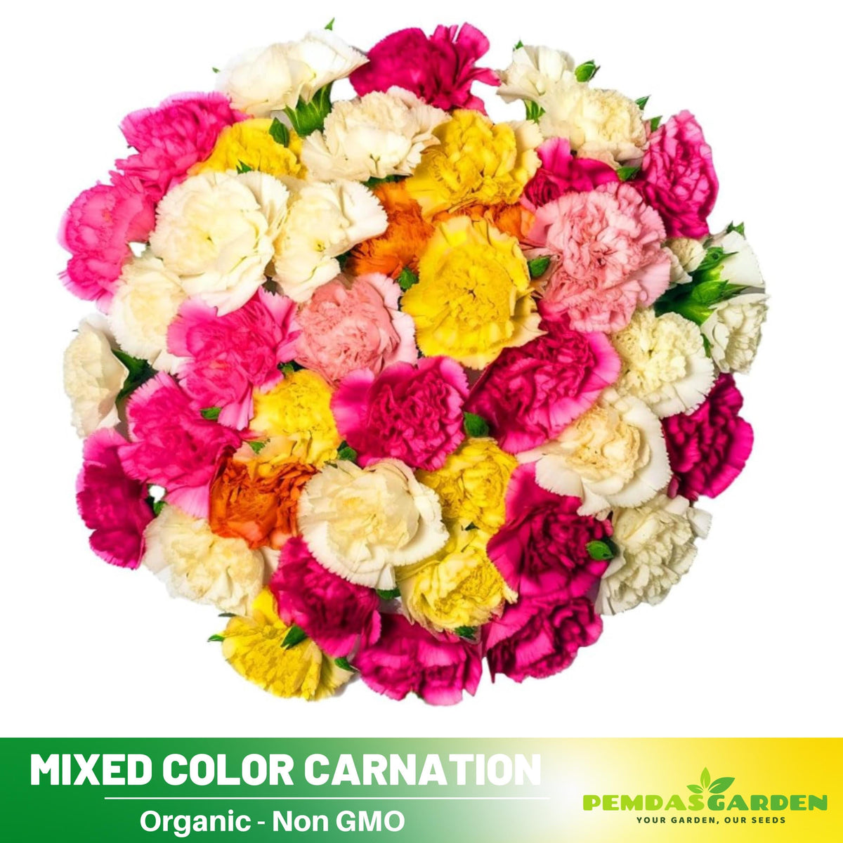 30 Mixed Color Carnations - Dianthus Seeds - Authentic - Open-Pollinat ...